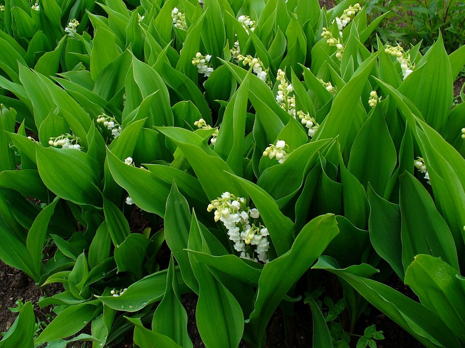 Convallaria majalis | Wychwood Tasmania