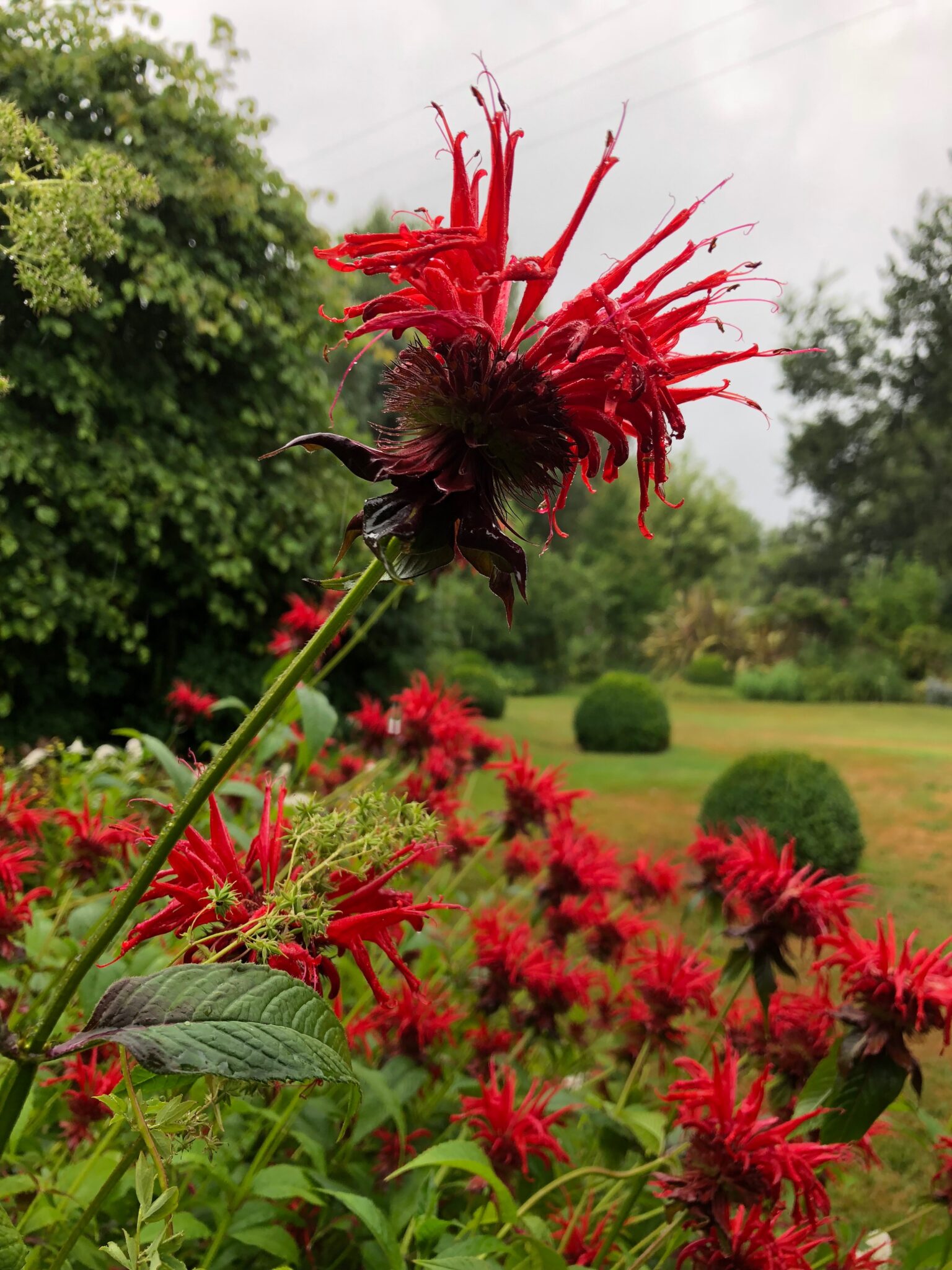 Monarda x Squaw | Wychwood Tasmania