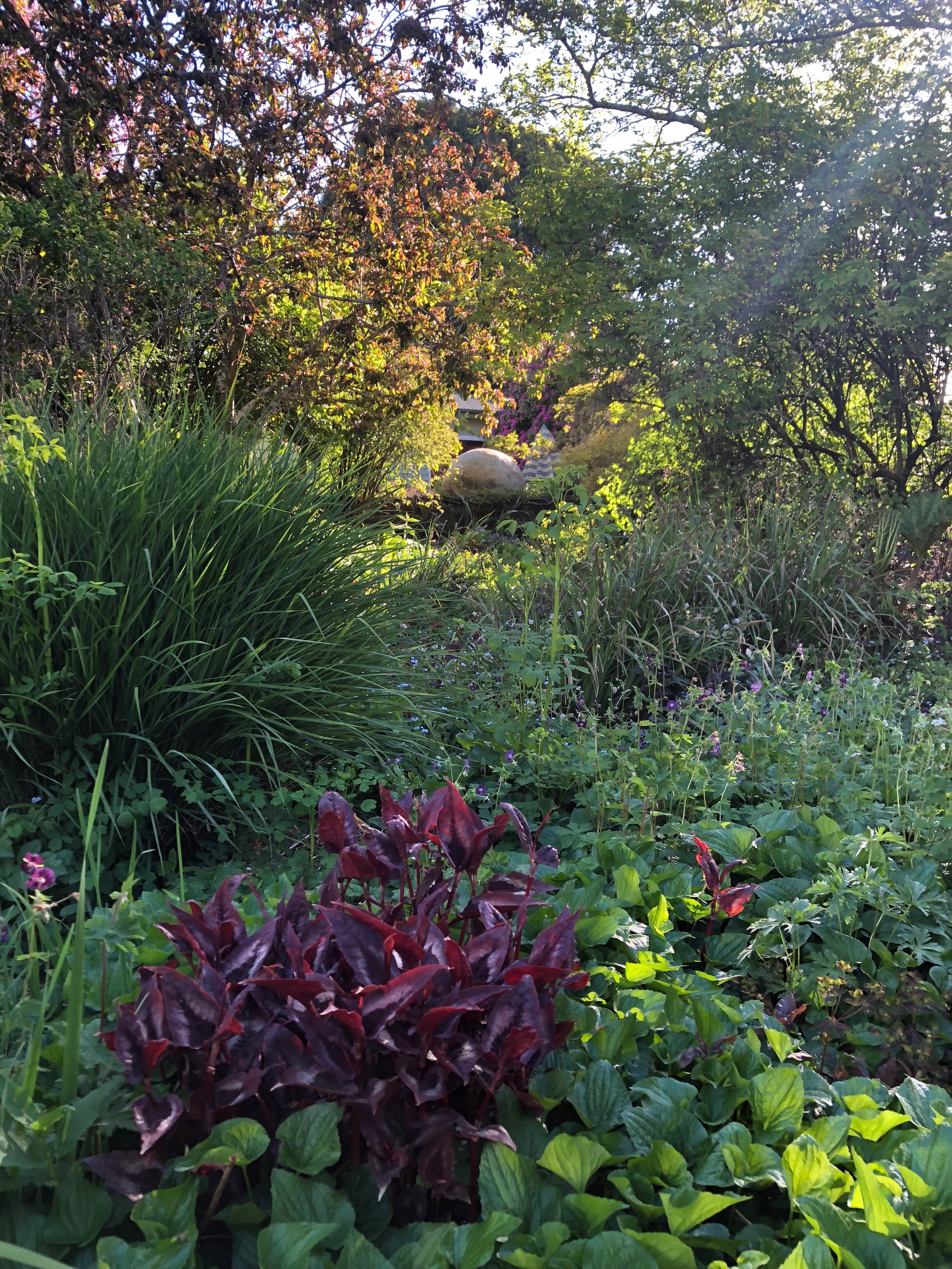 Persicaria microcephala Red Dragon – Wychwood Tasmania
