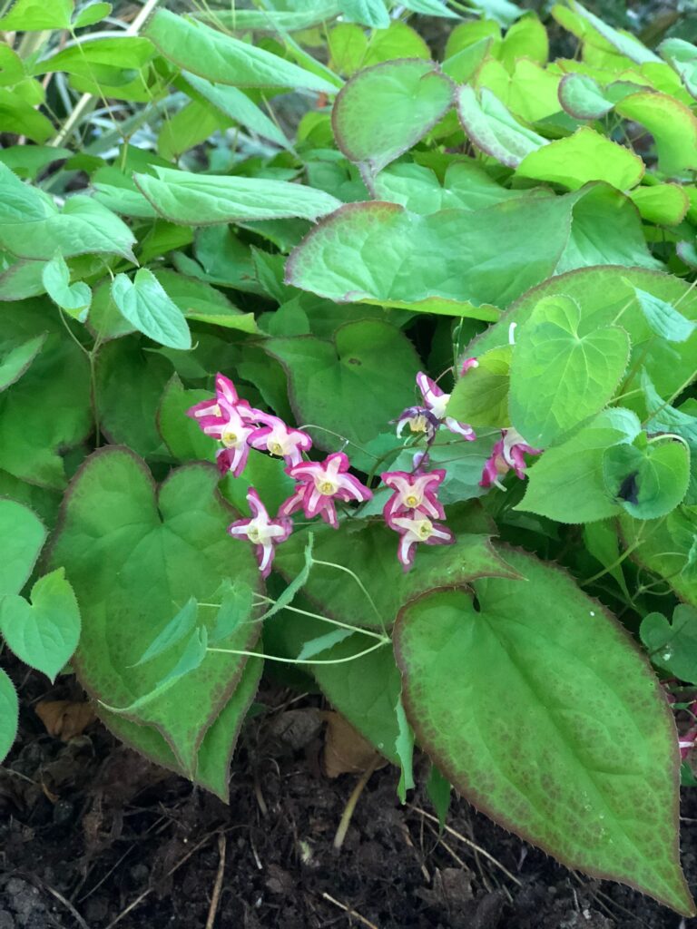 Epimedium x rubrum | Wychwood Tasmania