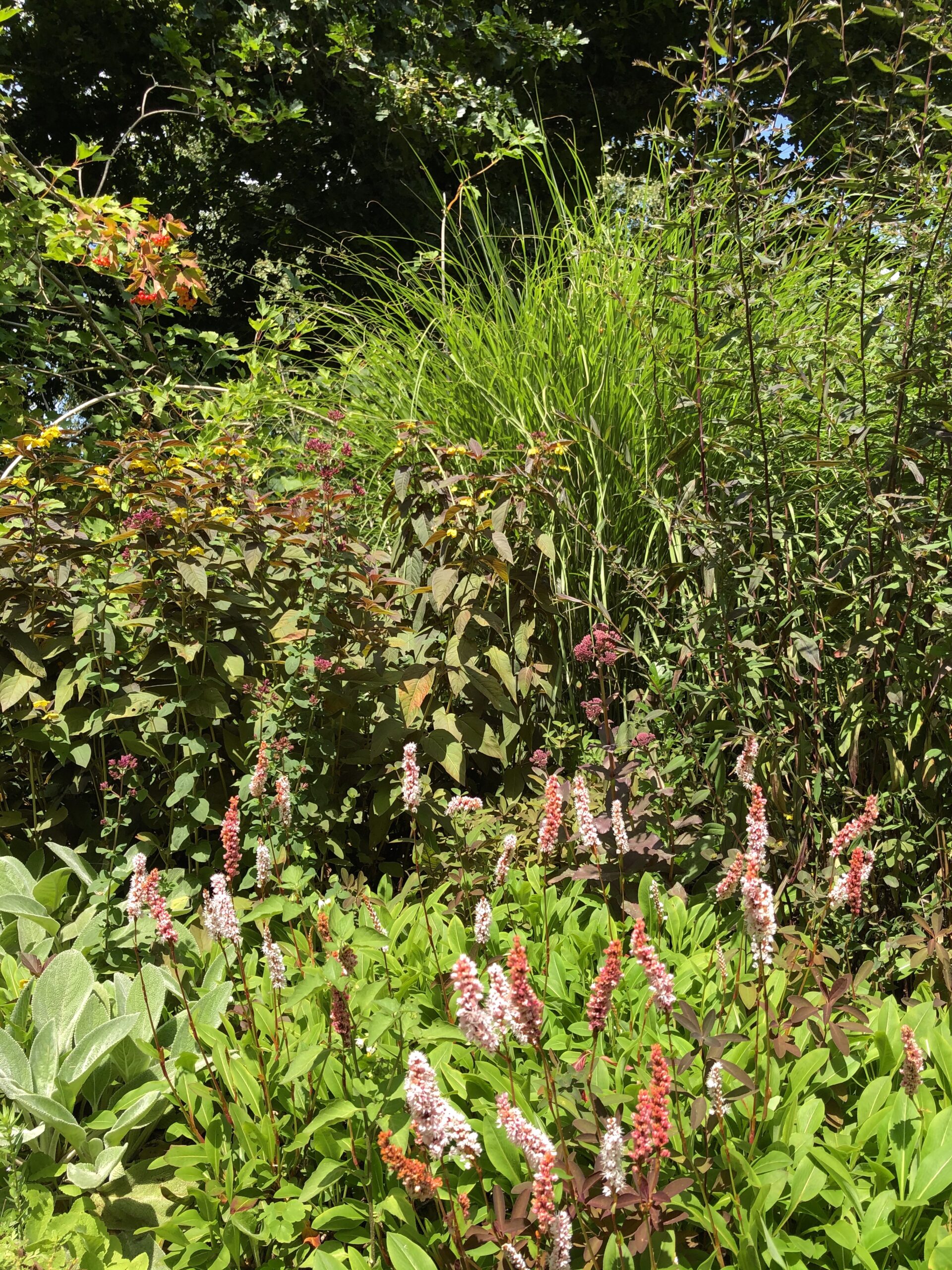 Persicaria affinis | Wychwood Tasmania