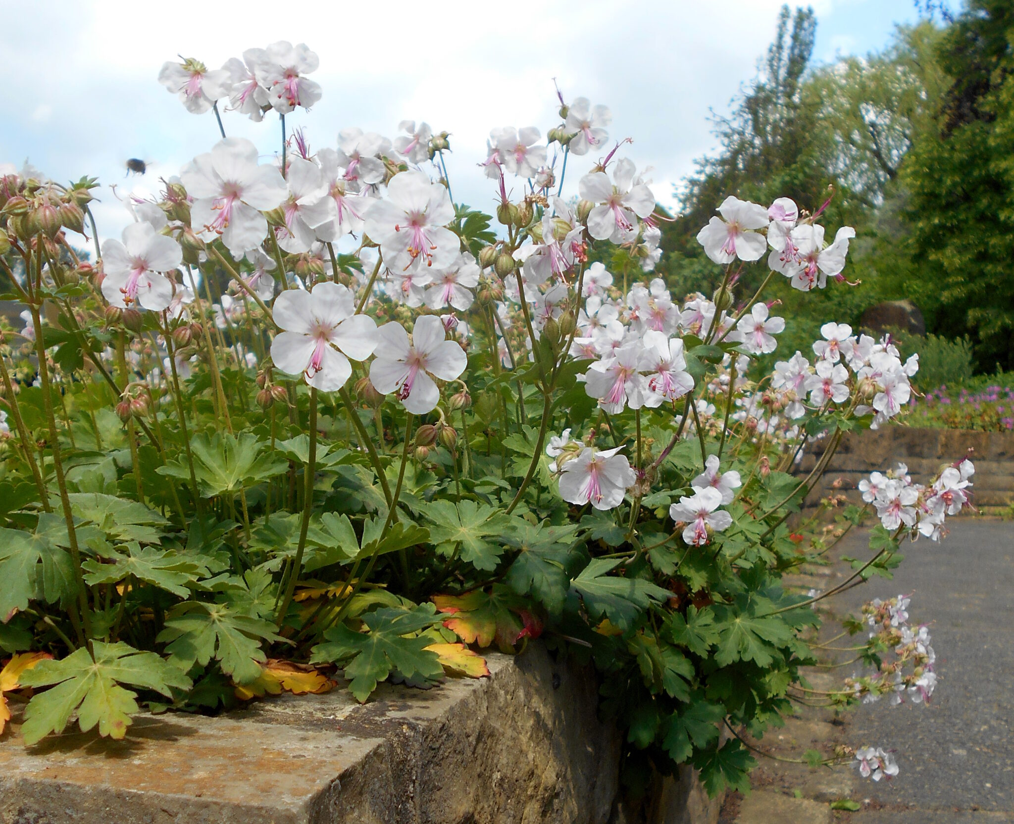 Geranium x cantabrigiense Biokovo | Wychwood Tasmania