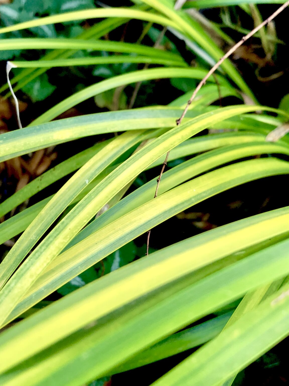 Acorus gramineus Ogon | Wychwood Tasmania