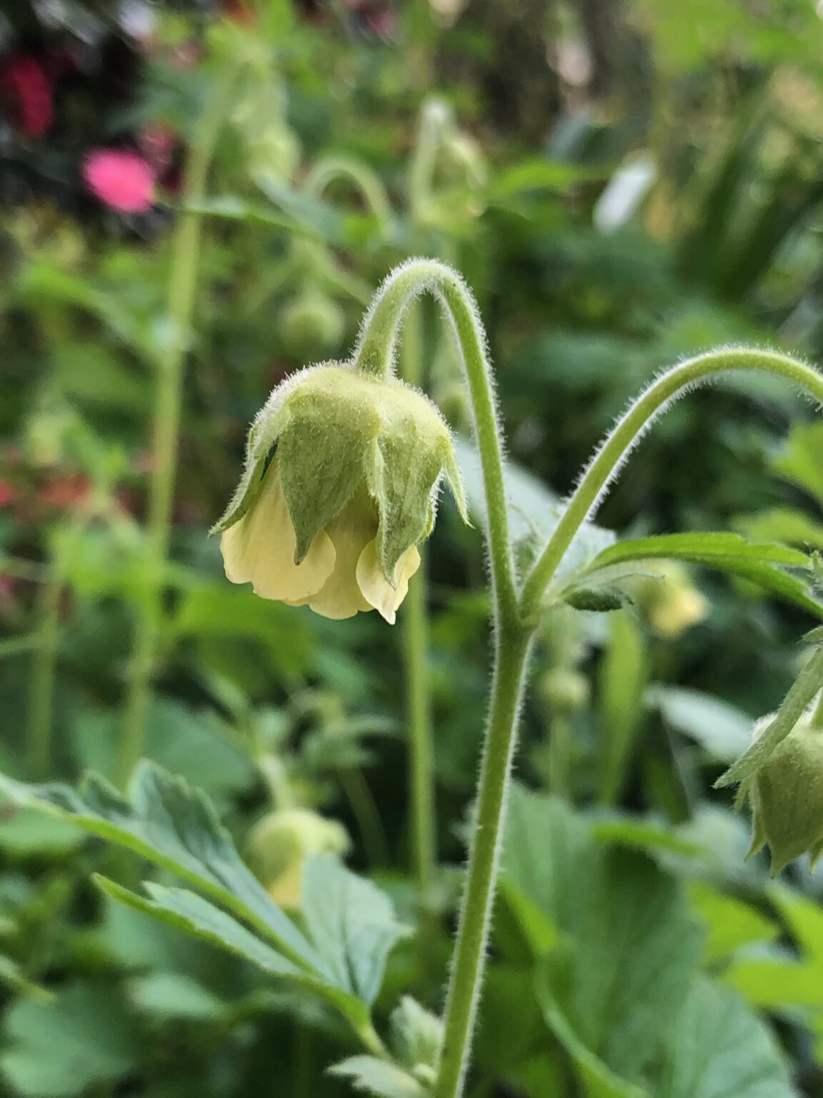 Geum rivale Album | Wychwood Tasmania