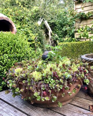Sedum spurium Ruby Mantle – Wychwood Tasmania