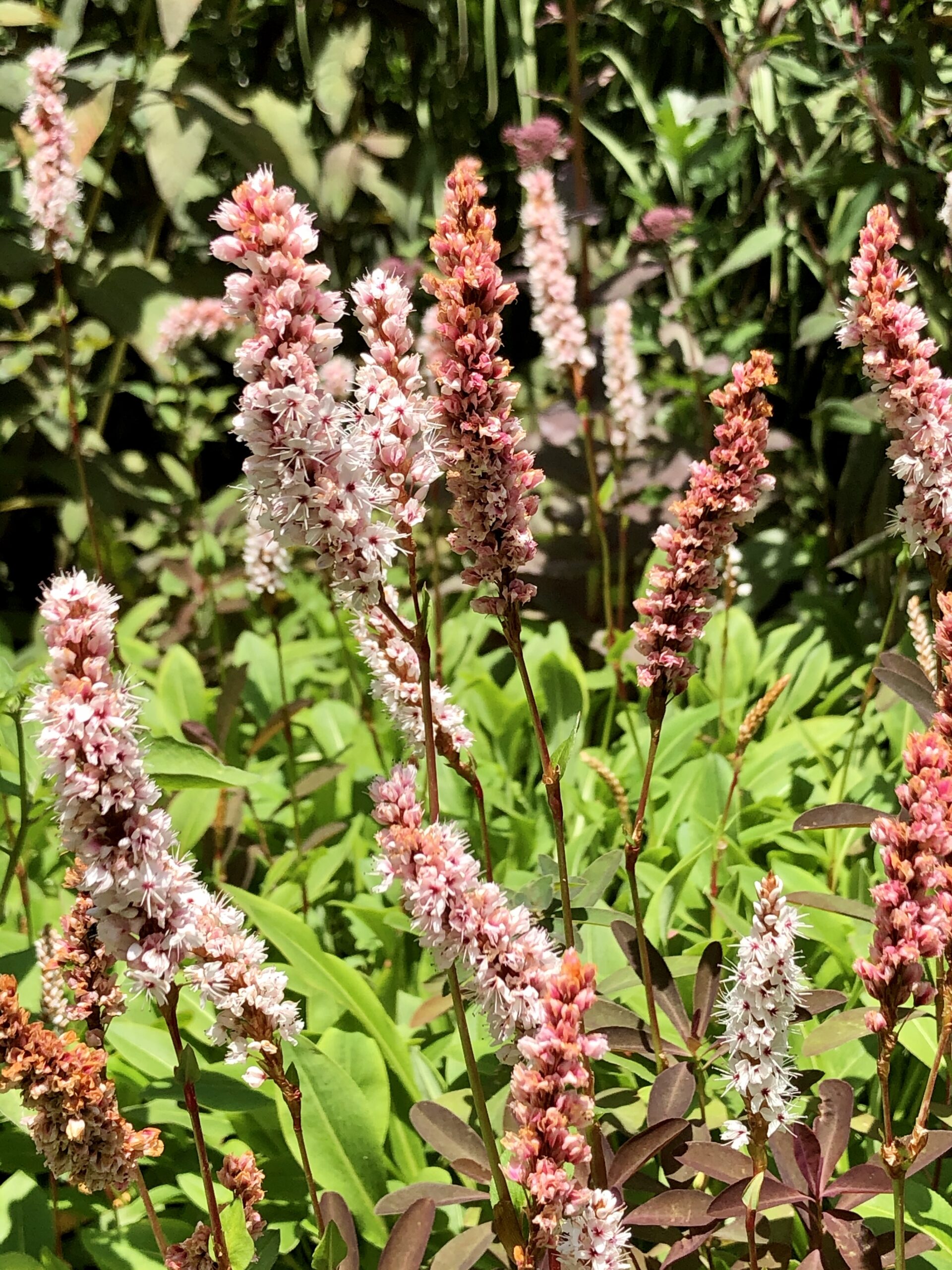 Persicaria affinis | Wychwood Tasmania