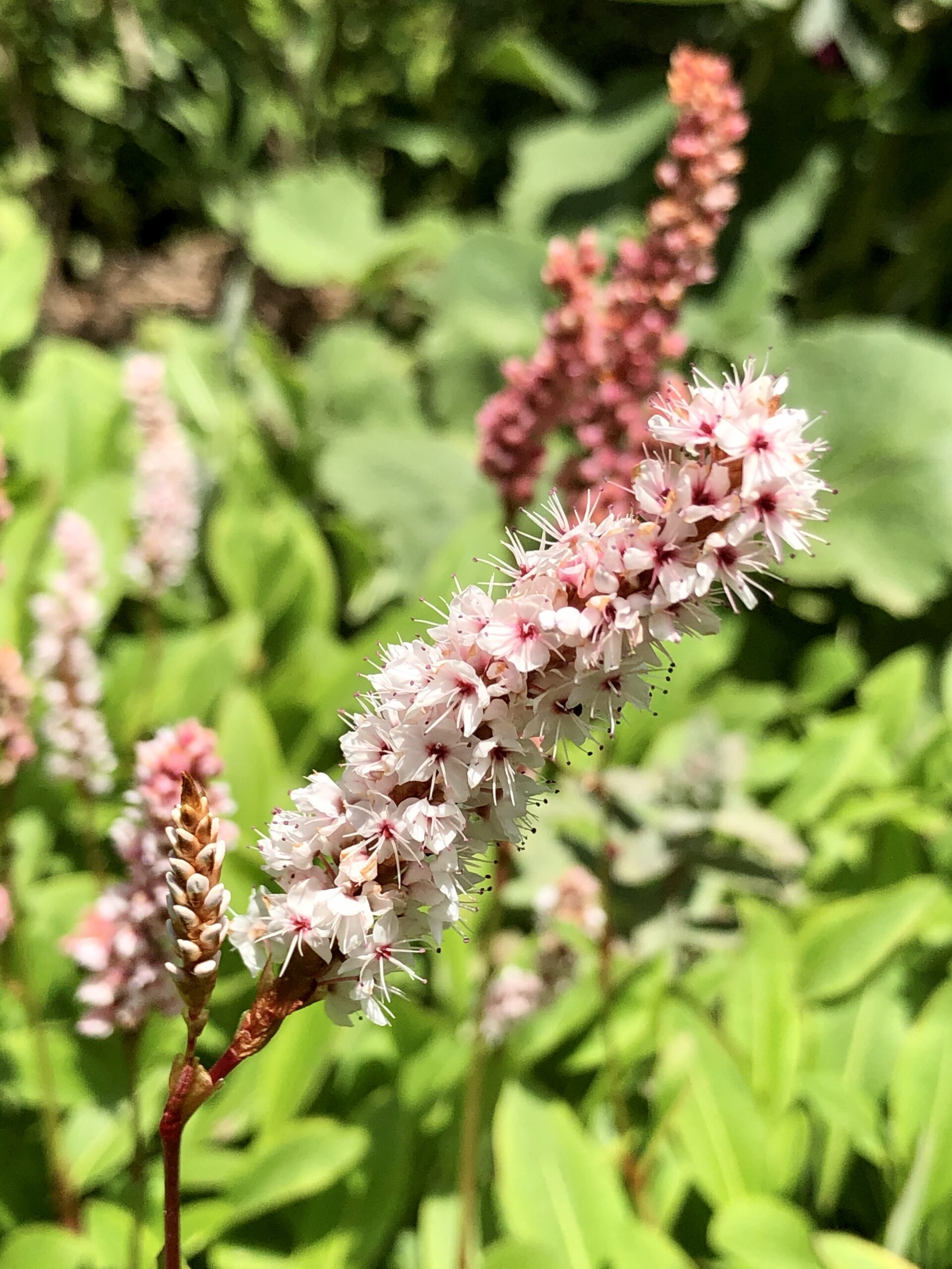 Persicaria affinis | Wychwood Tasmania