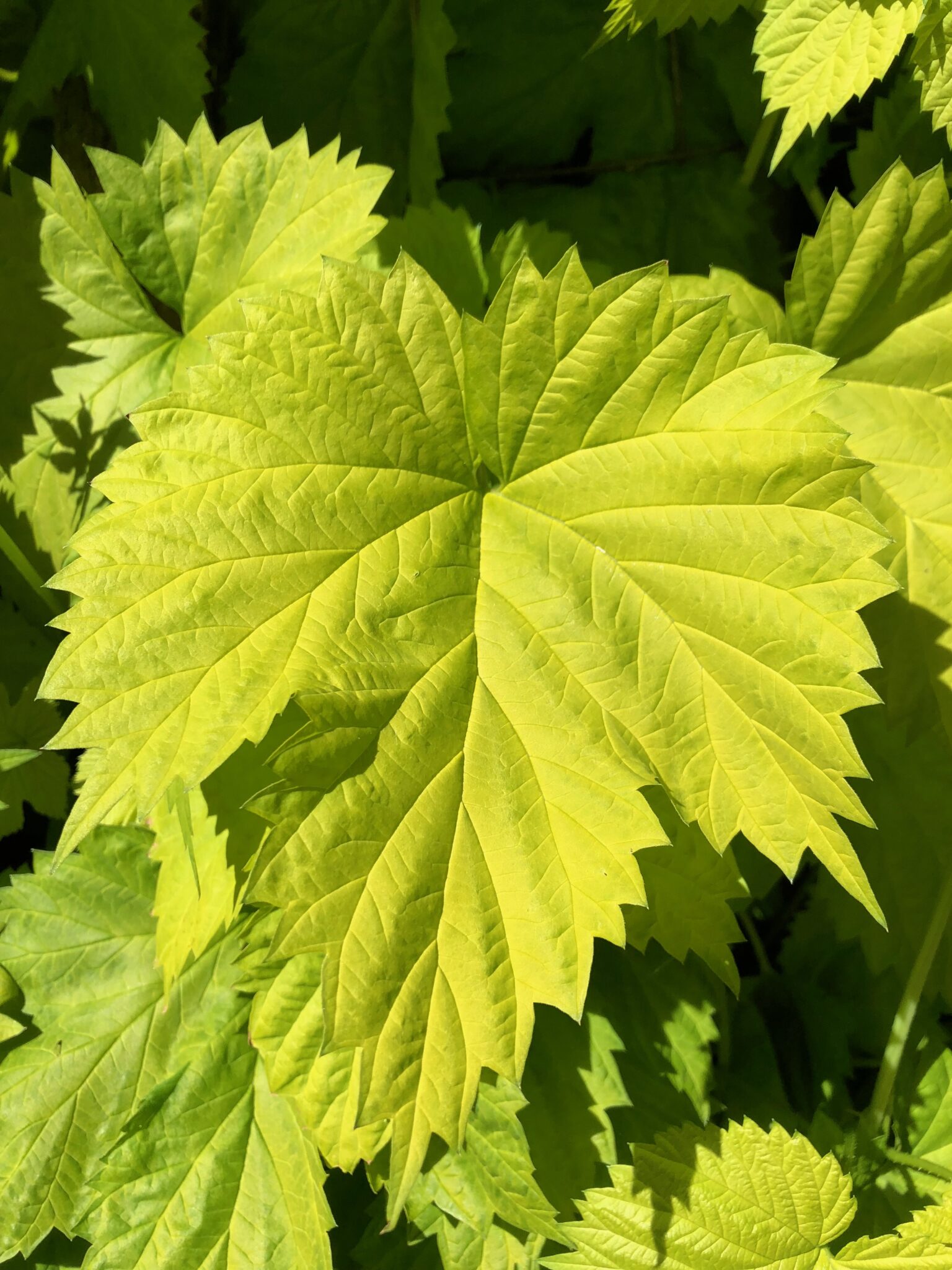 Humulus lupulus Aureus | Wychwood Tasmania