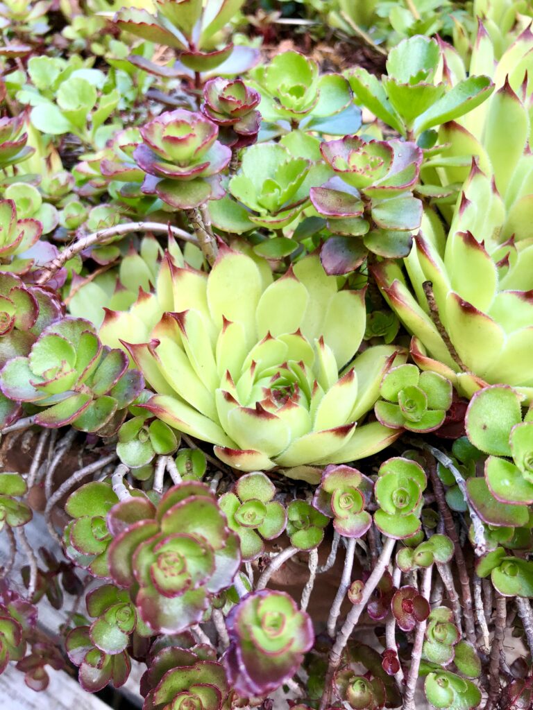 Sedum spurium Ruby Mantle | Wychwood Tasmania