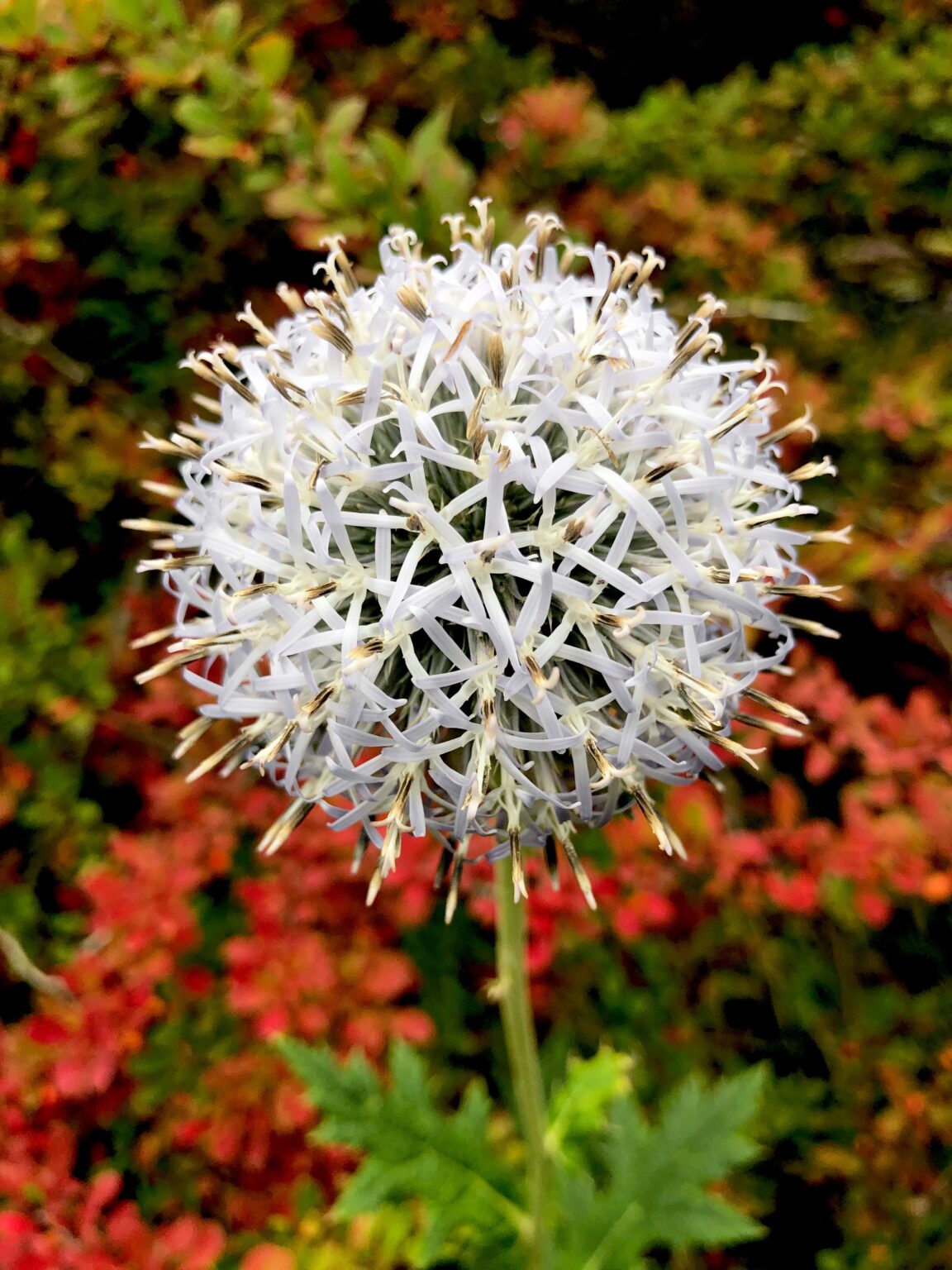 Echinops bannaticus Star Frost | Wychwood Tasmania