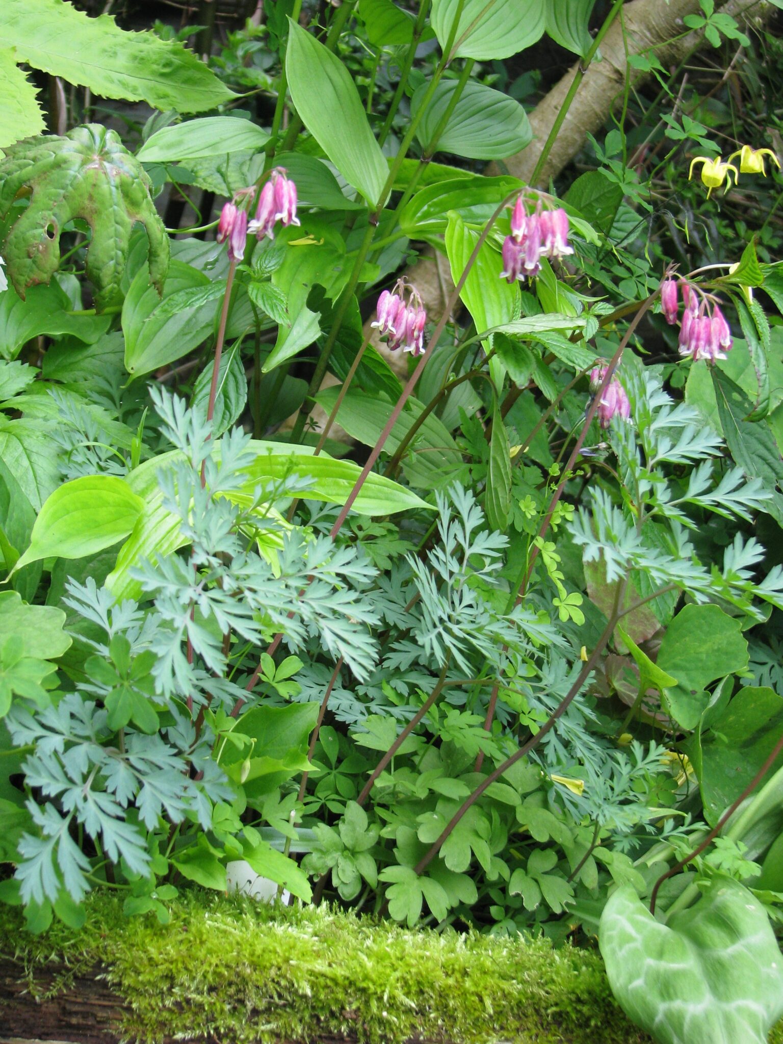 Dicentra eximia Spring Morning | Wychwood Tasmania