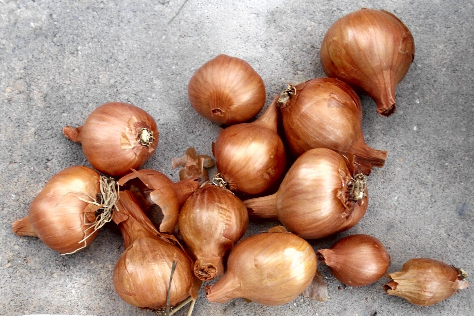 Allium cepa Multiplier Onion | Wychwood Tasmania