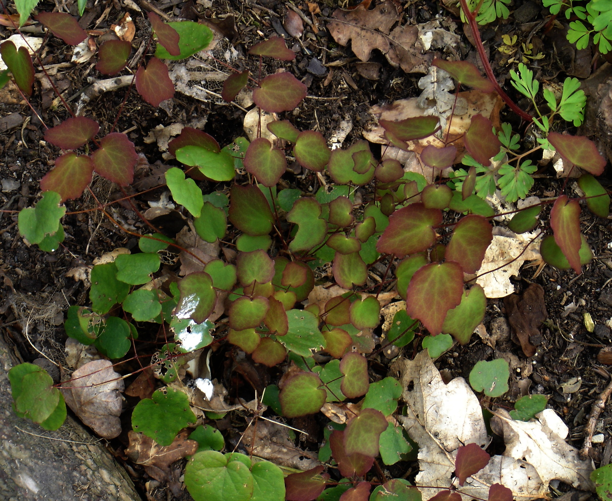 Vancouveria hexandra | Wychwood Tasmania
