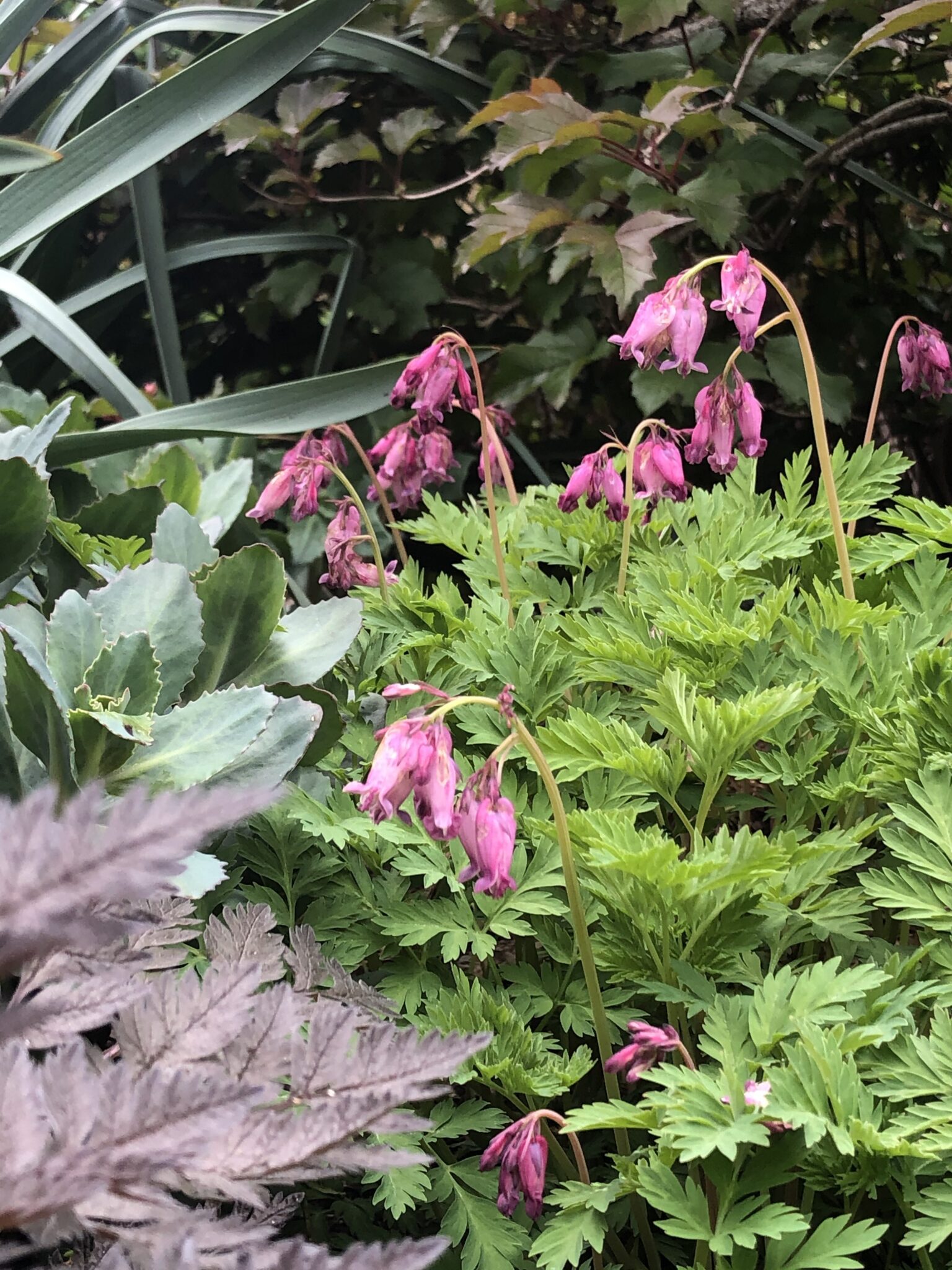 Dicentra eximia Spring Morning | Wychwood Tasmania