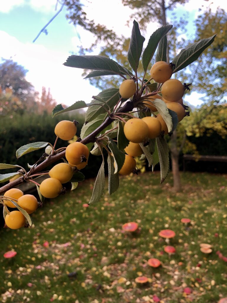 Malus x zumi Golden Hornet | Wychwood Tasmania