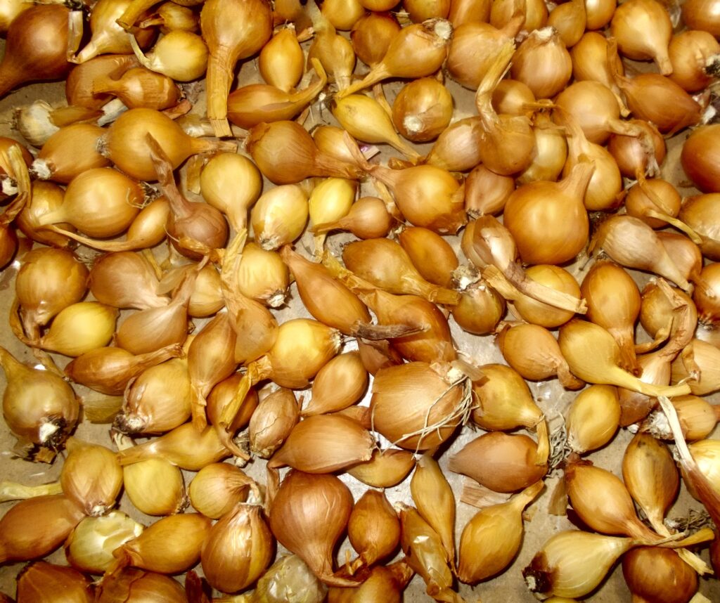 Allium cepa Multiplier Onion | Wychwood Tasmania
