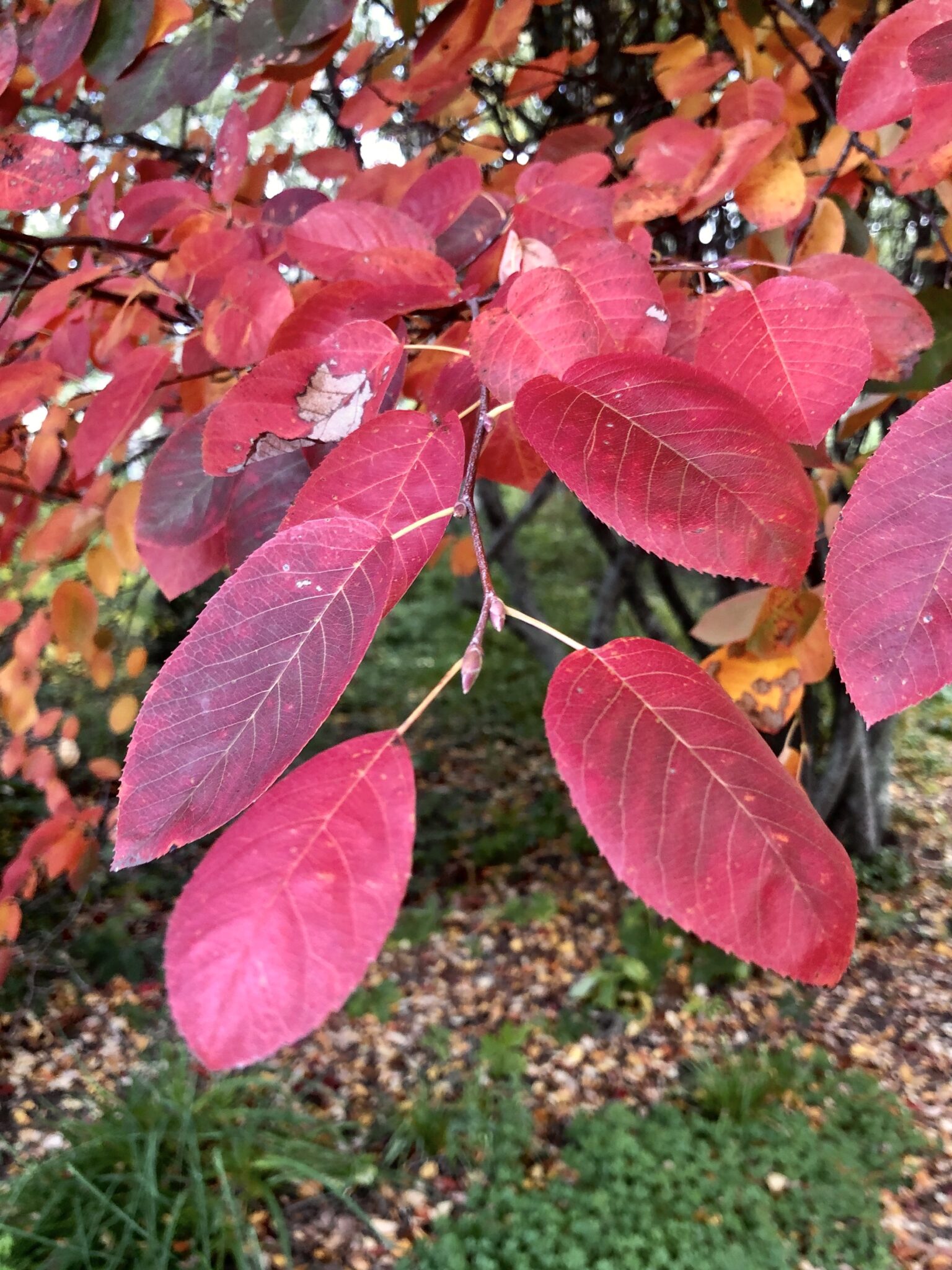 Amelanchier lamarckii | Wychwood Tasmania
