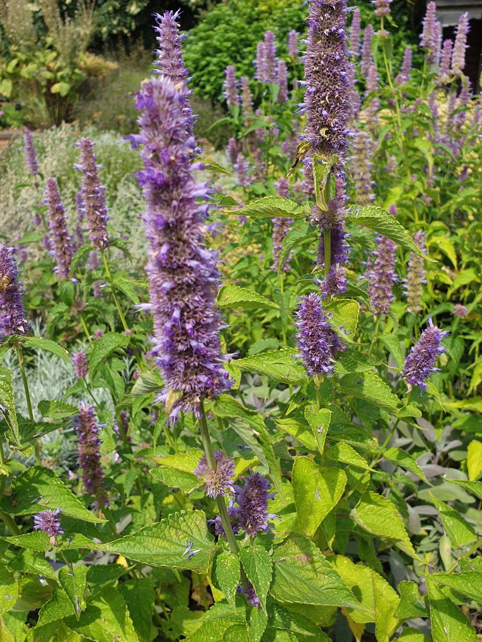 Agastache Rugosa Wychwood Tasmania agastache-rugosa-wychwood-tasmania