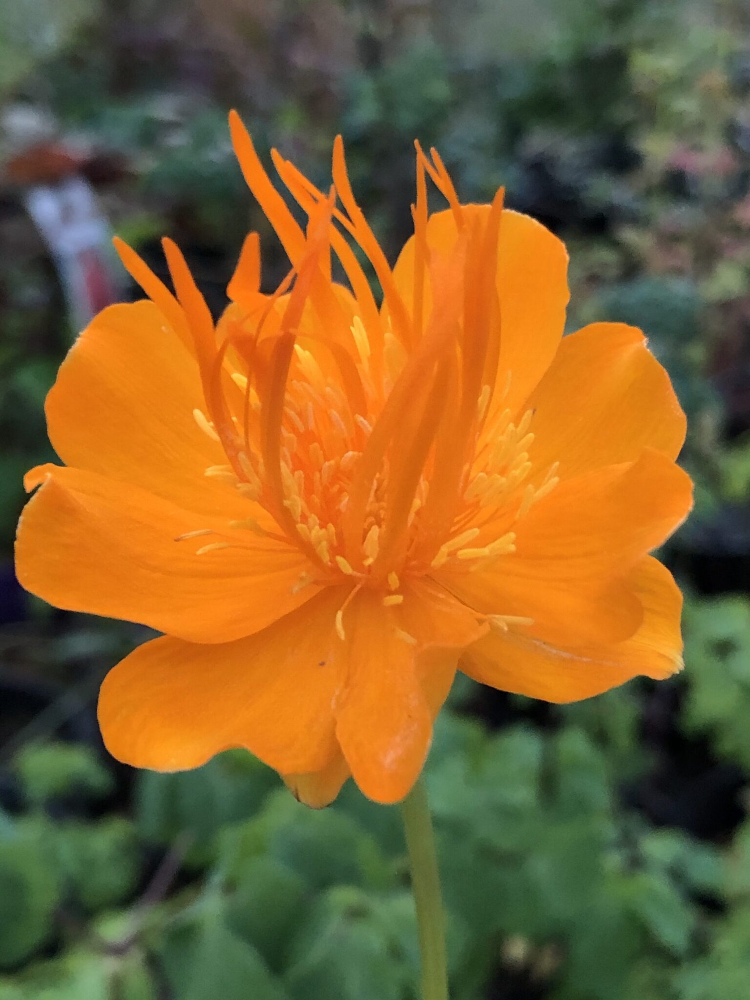 Trollius chinensis | Wychwood Tasmania