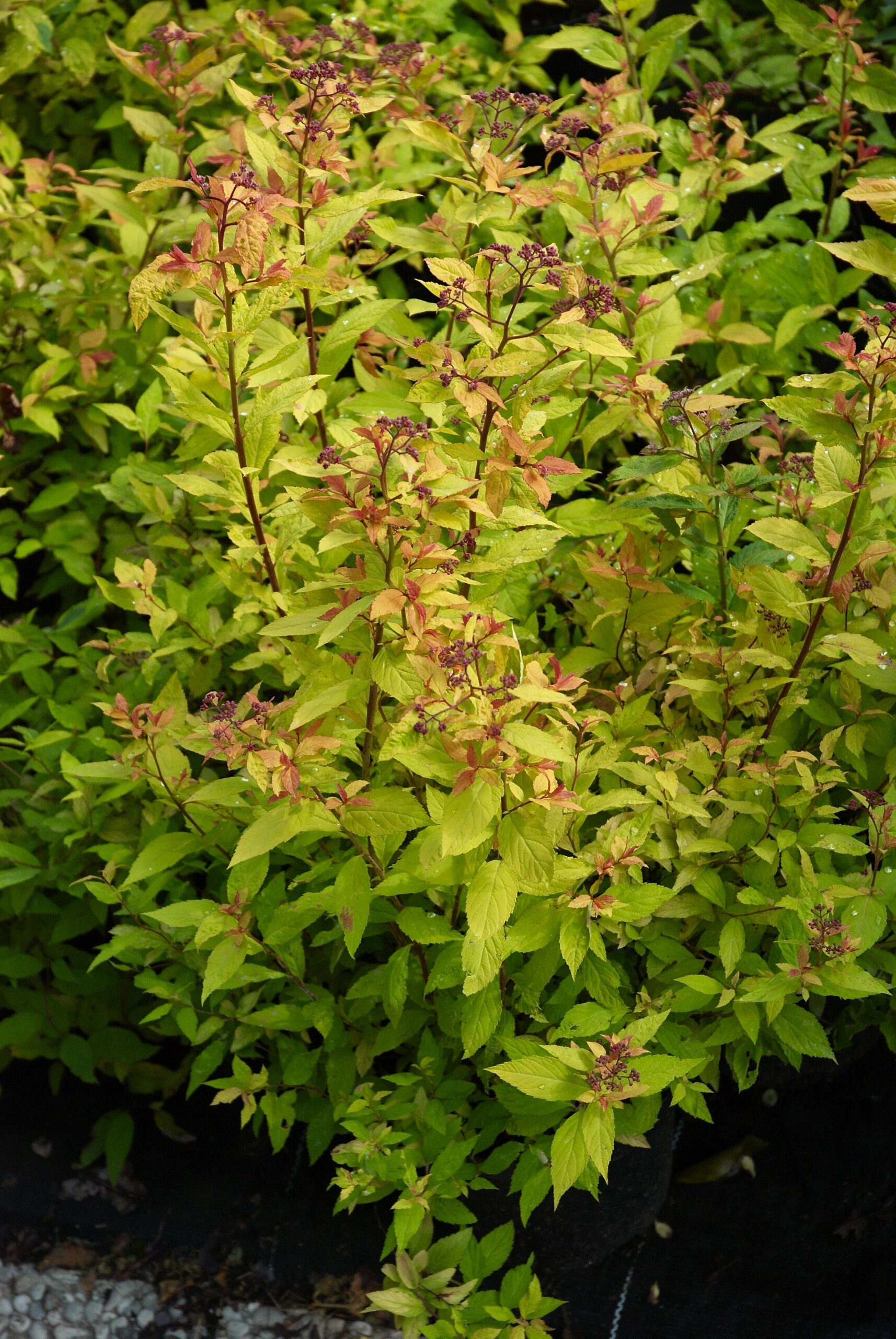 Spiraea japonica Goldflame – Wychwood Tasmania