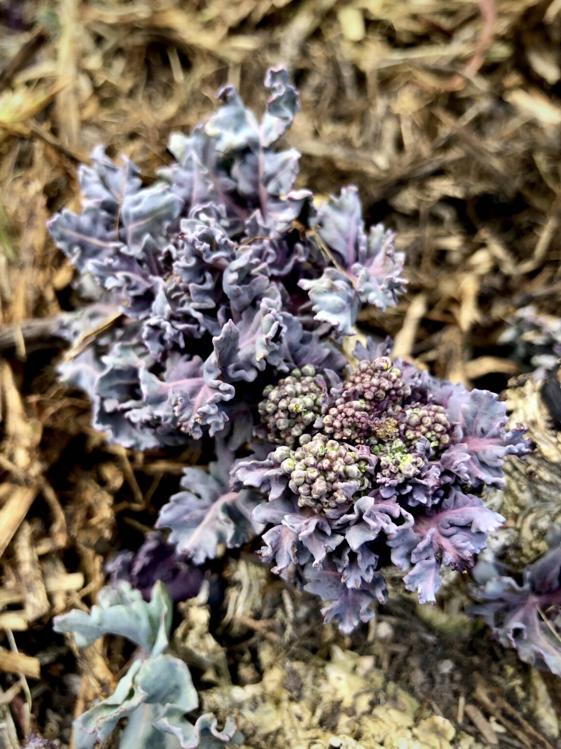 Crambe maritima Sea Kale | Wychwood Tasmania