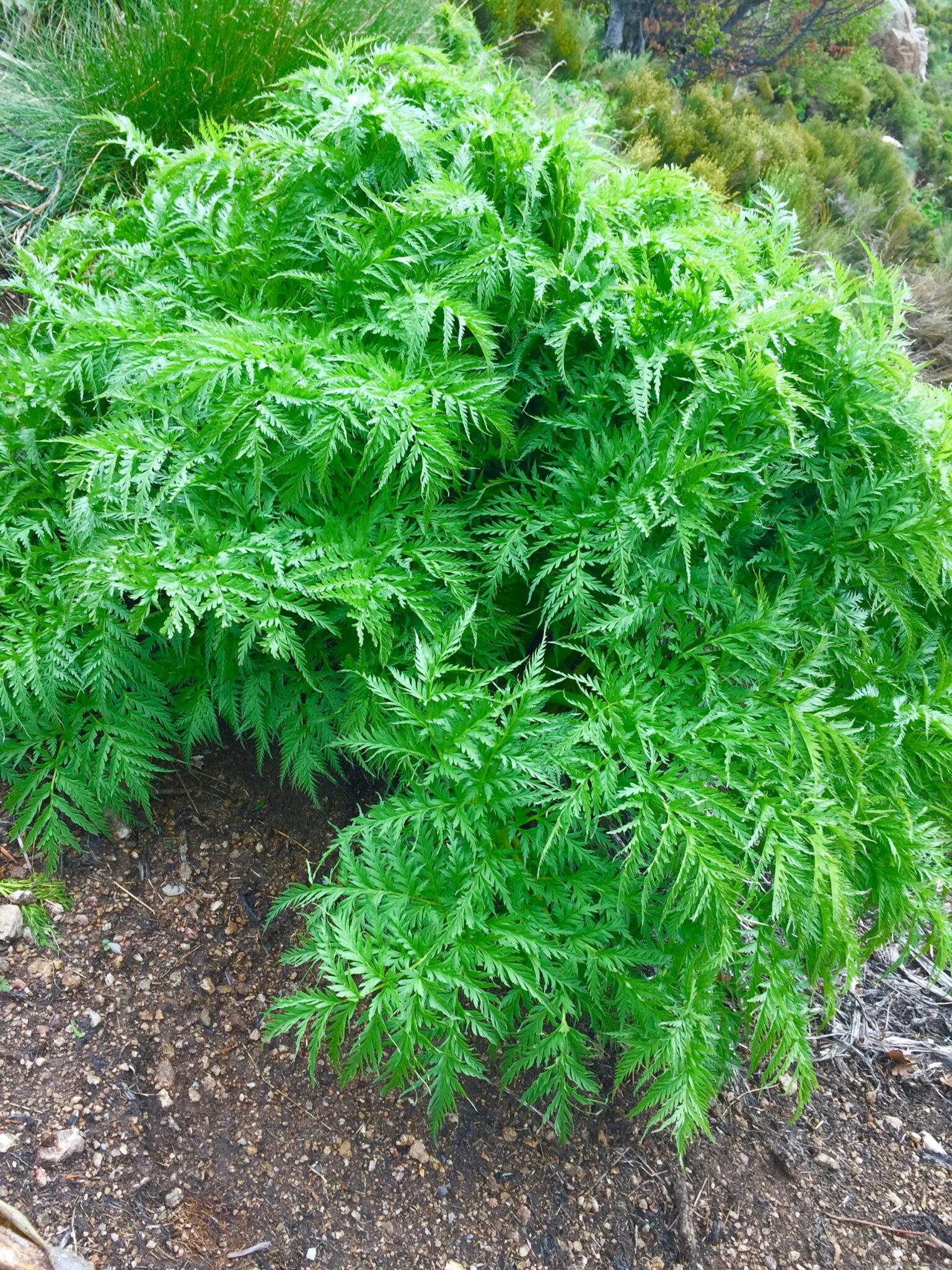 Molopospermum peloponnesiacum | Wychwood Tasmania