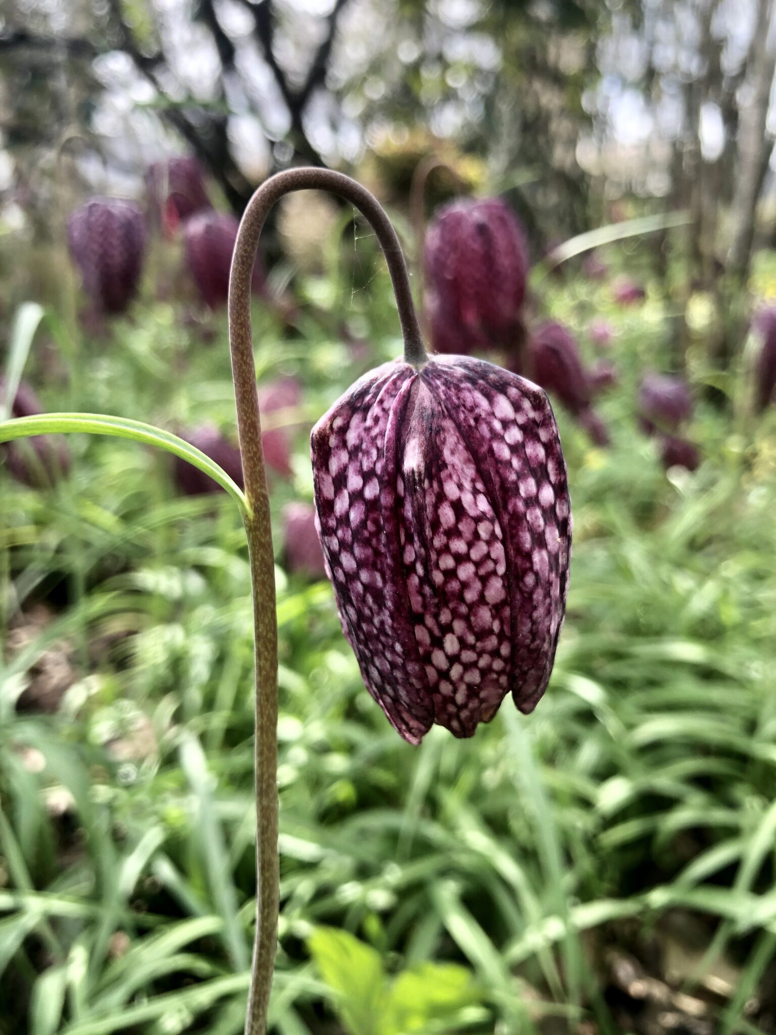 Fritillaria meleagris | Wychwood Tasmania