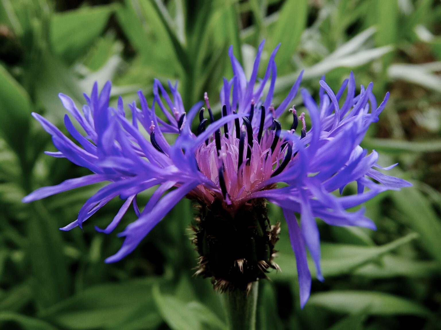 Centaurea montana | Wychwood Tasmania