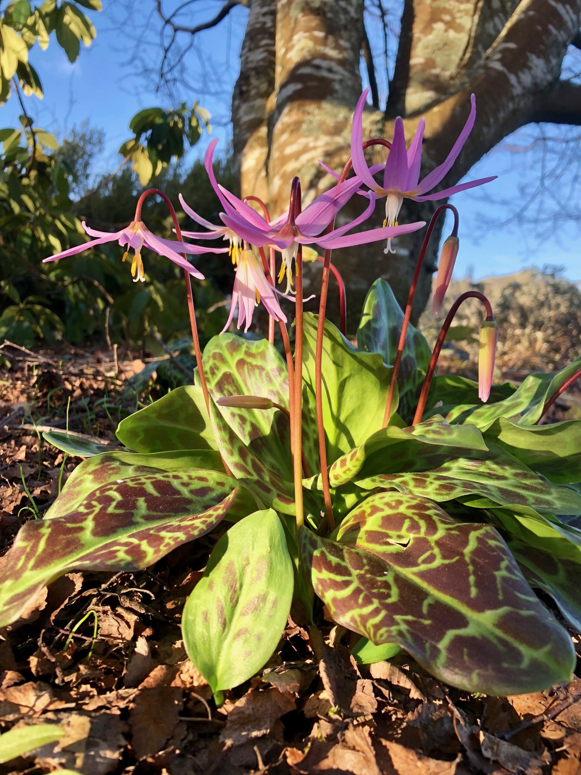 Erythronium revolutum | Wychwood Tasmania