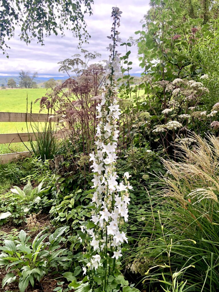 Campanula Pyramidalis Alba Wychwood Tasmania campanula-pyramidalis-alba-wychwood-tasmania