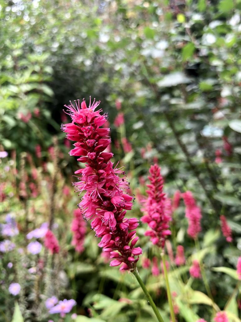 Persicaria amplexicaulis Taurus | Wychwood Tasmania