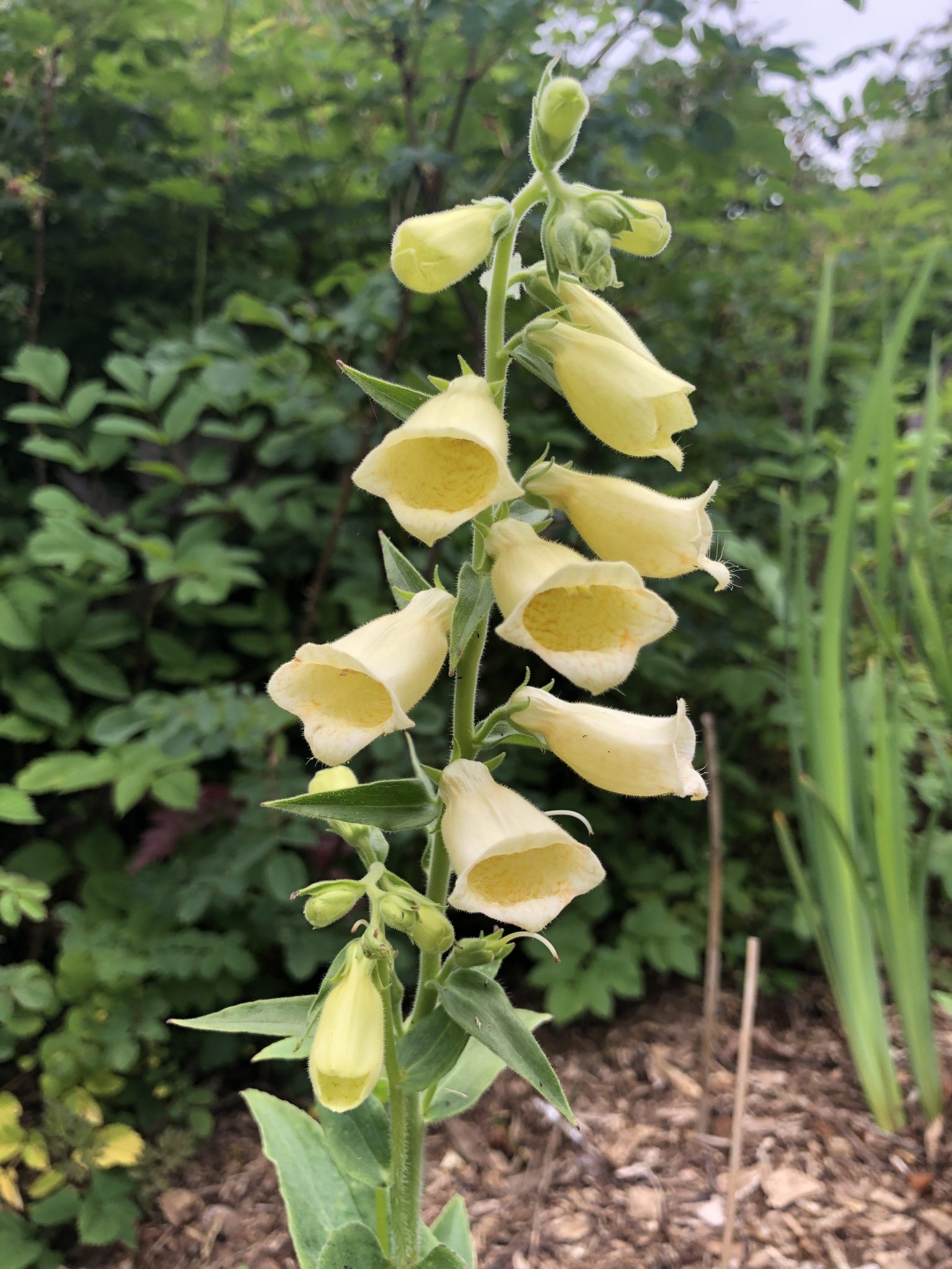 Digitalis grandiflora Carillon | Wychwood Tasmania