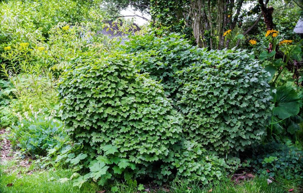 Viburnum opulus nanum | Wychwood Tasmania
