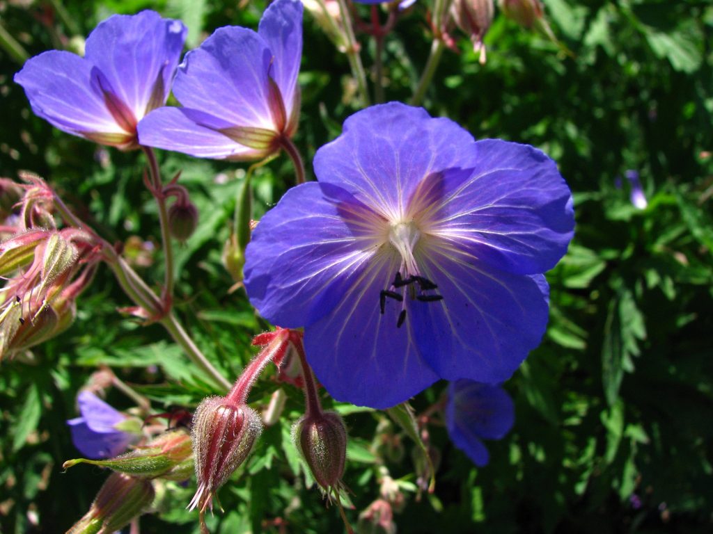 Geranium himalayense x pratense Johnson's Blue | Wychwood Tasmania
