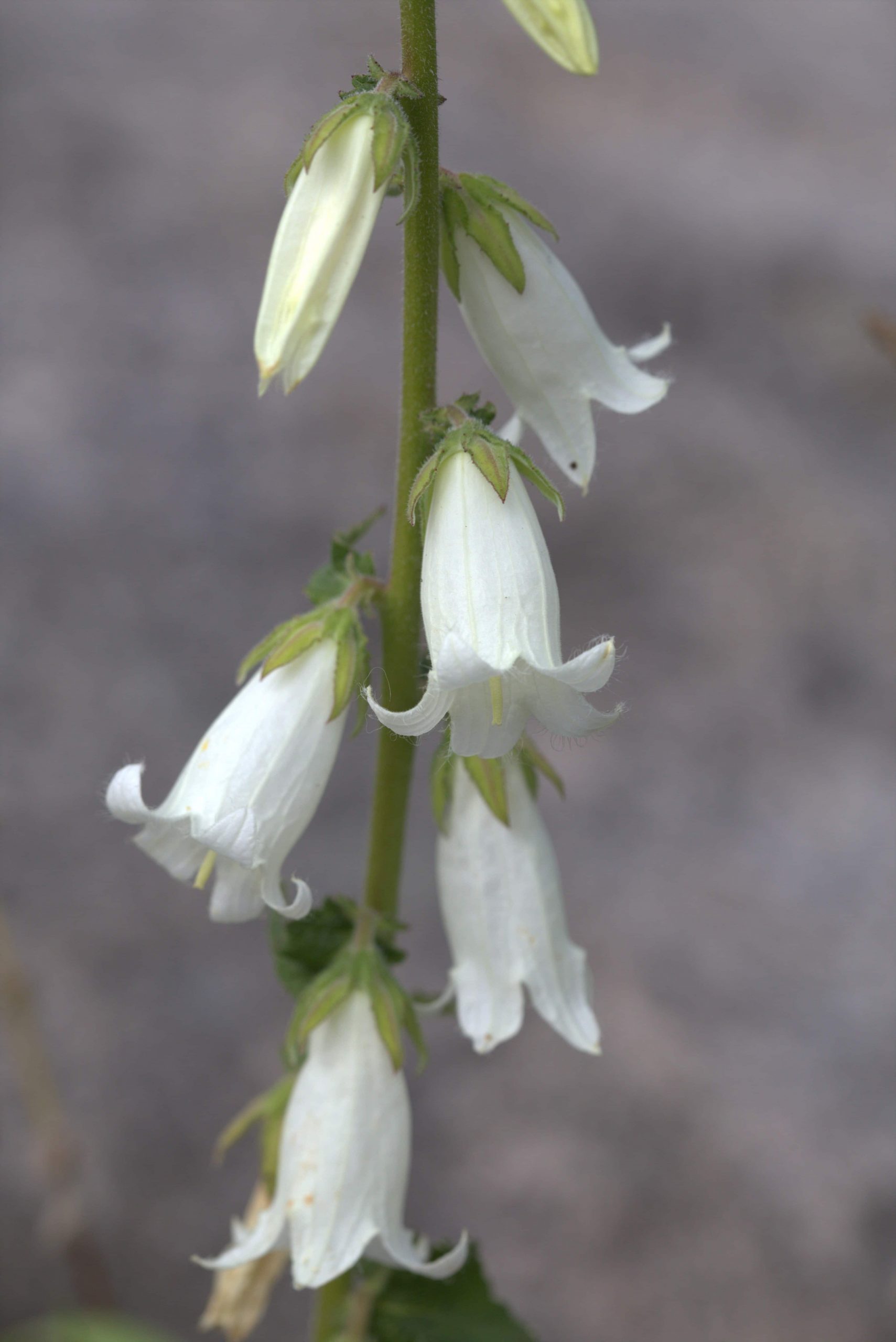 Campanula alliariifolia | Wychwood Tasmania