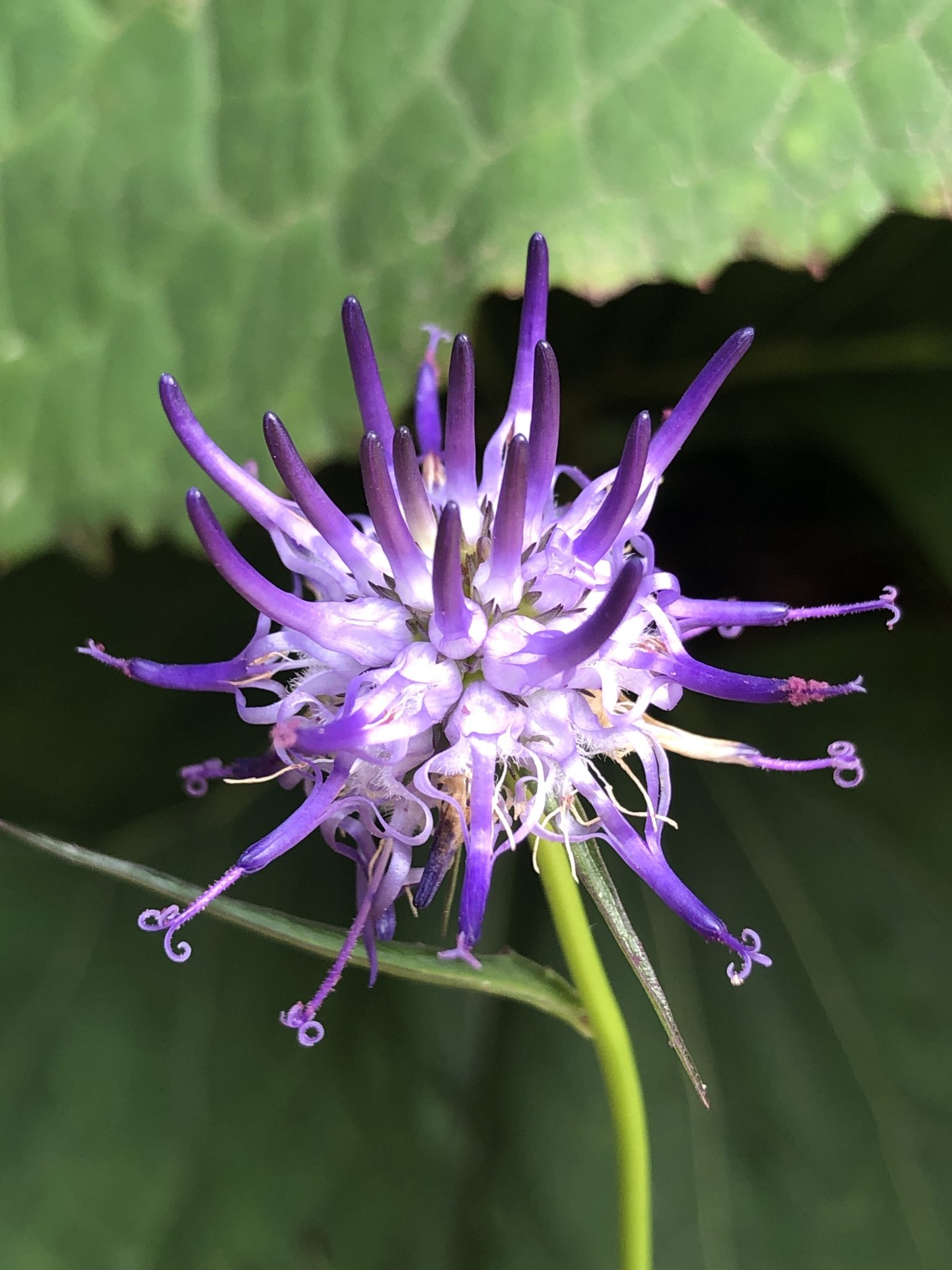 Phyteuma scheuchzeri | Wychwood Tasmania
