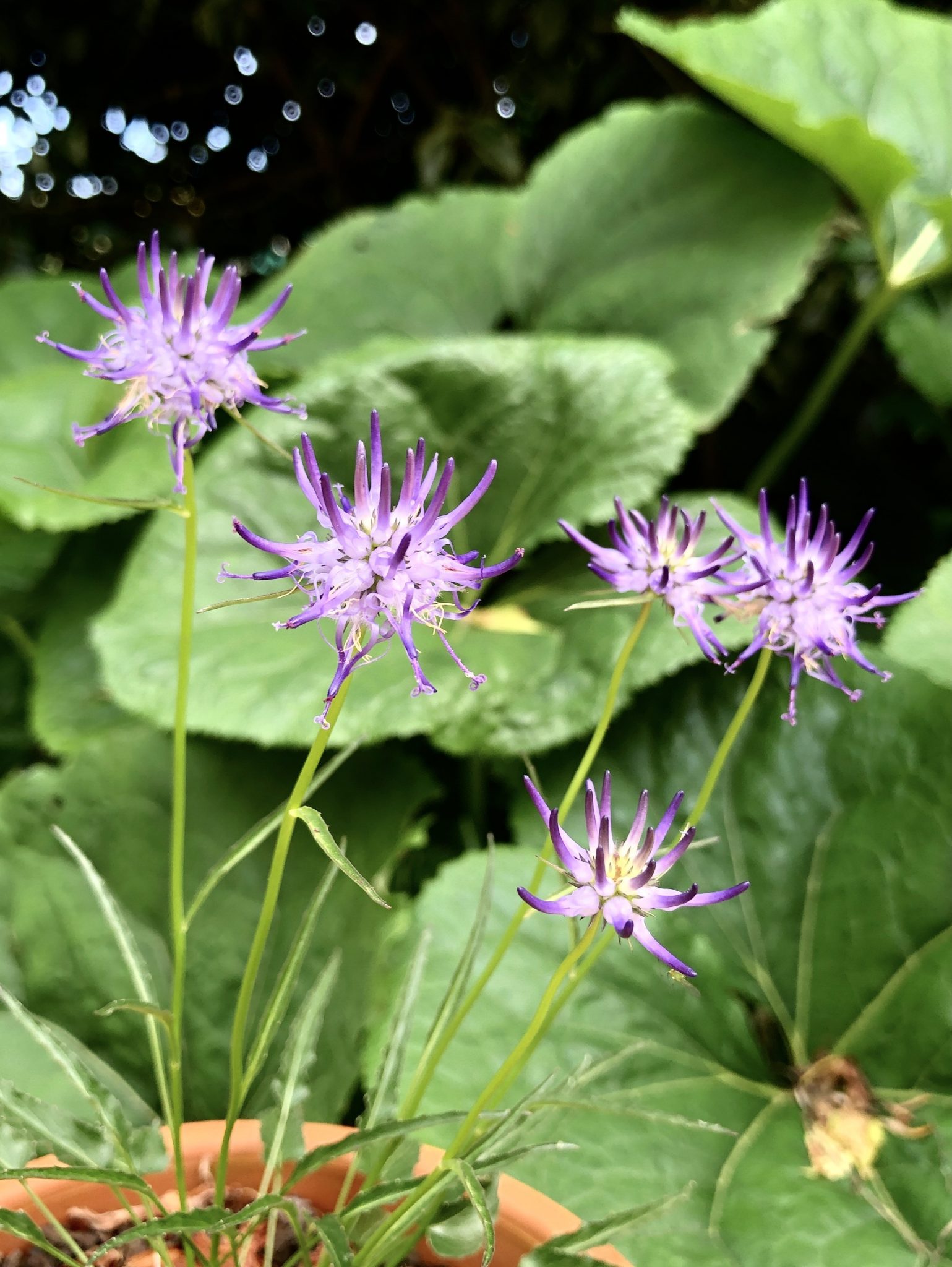 Phyteuma scheuchzeri | Wychwood Tasmania