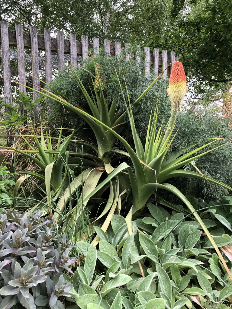Kniphofia northiae | Wychwood Tasmania