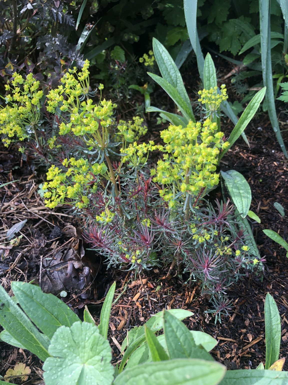 Euphorbia cyparissias Fens Ruby | Wychwood Tasmania