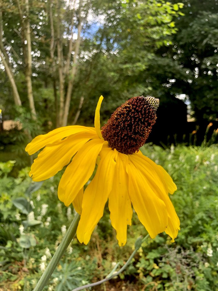 Rudbeckia maxima | Wychwood Tasmania