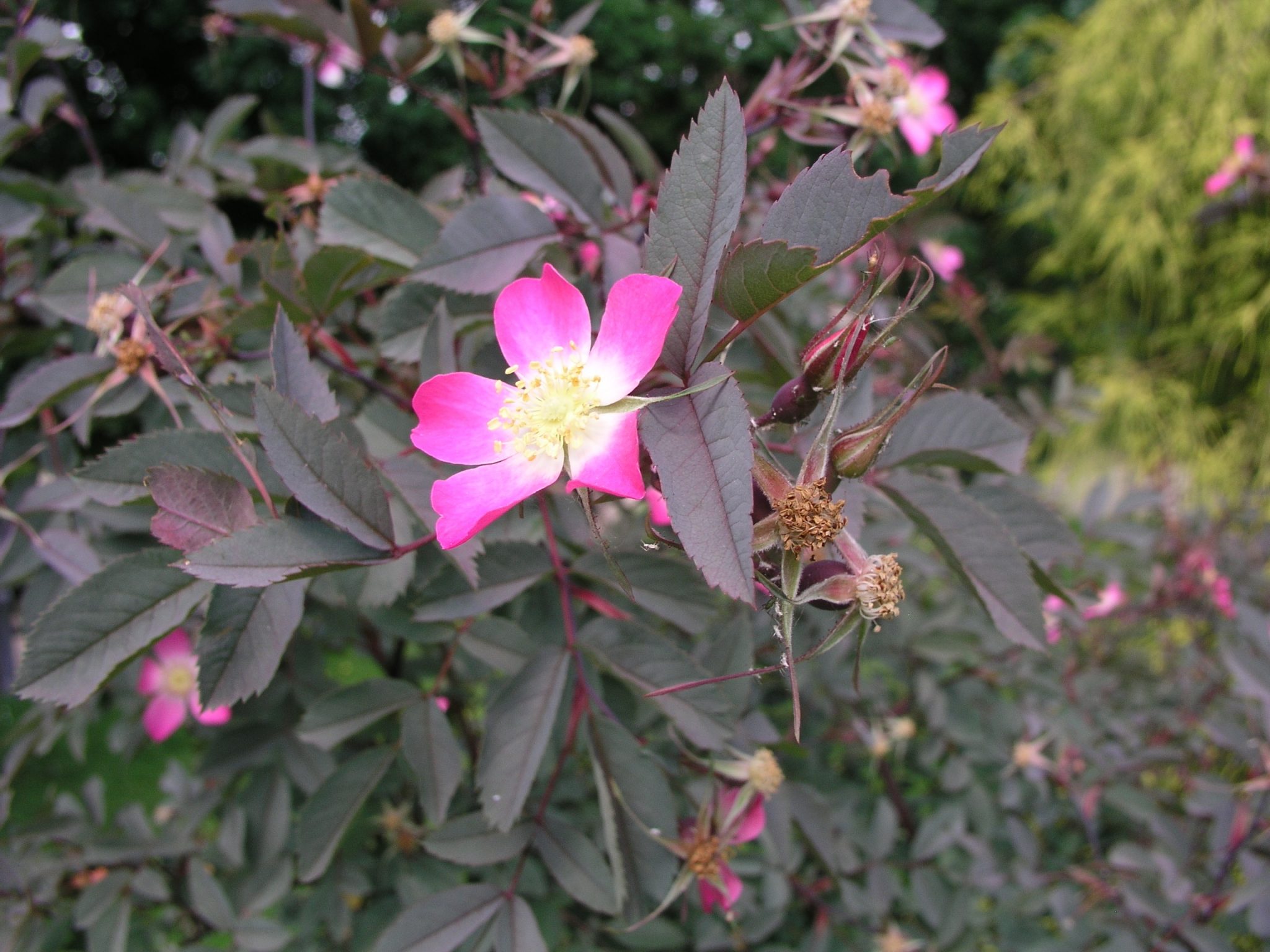 Rosa glauca | Wychwood Tasmania