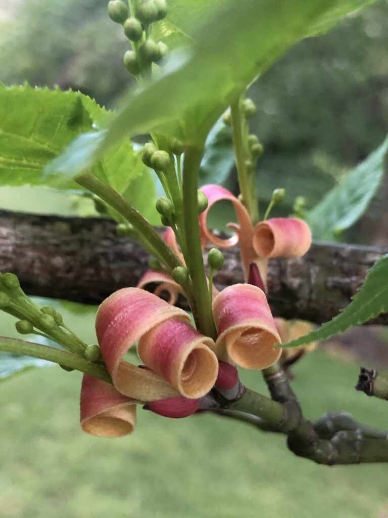 Acer davidii ssp grosseri | Wychwood Tasmania
