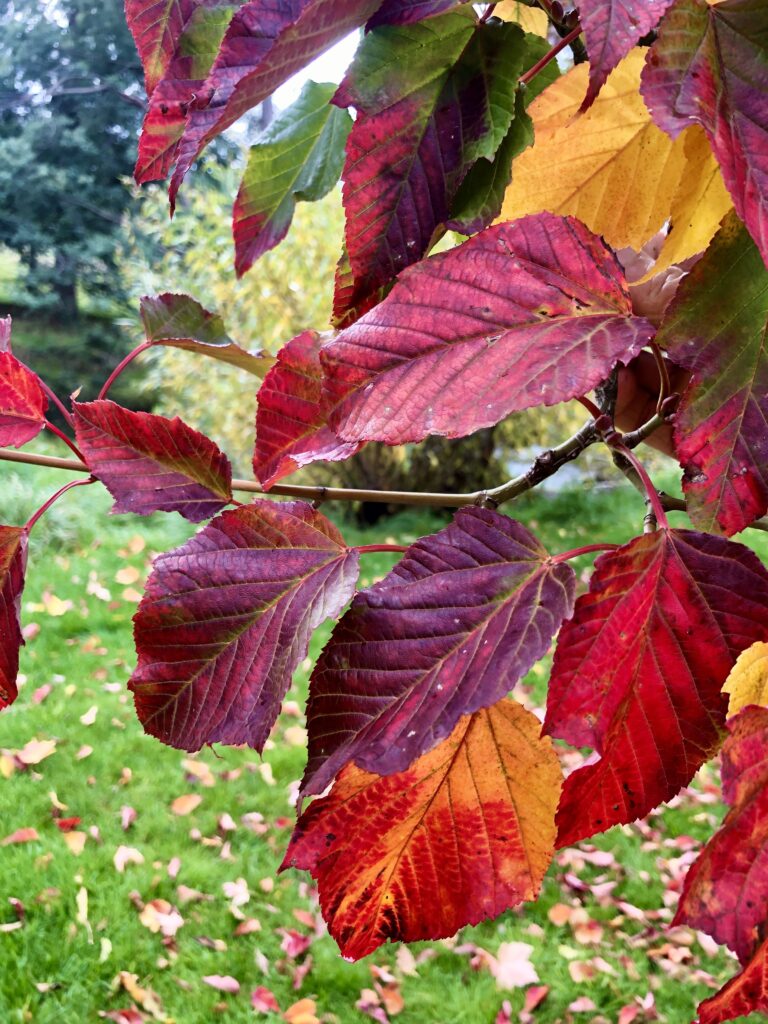 Acer davidii ssp grosseri | Wychwood Tasmania
