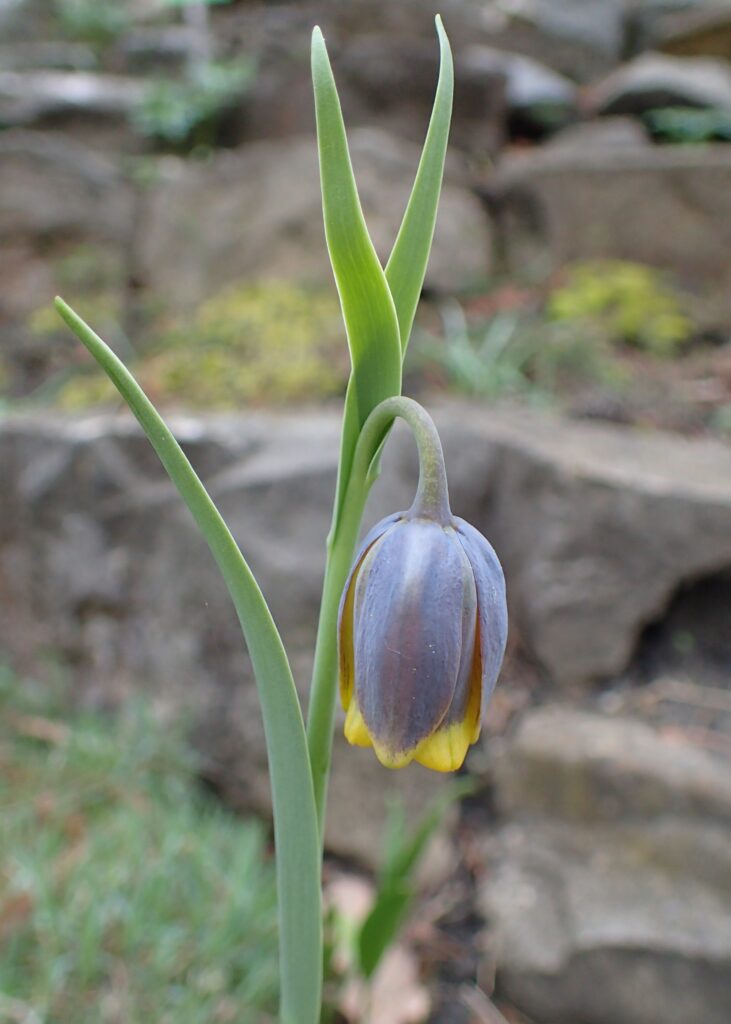 Fritillaria uva-vulpis | Wychwood Tasmania