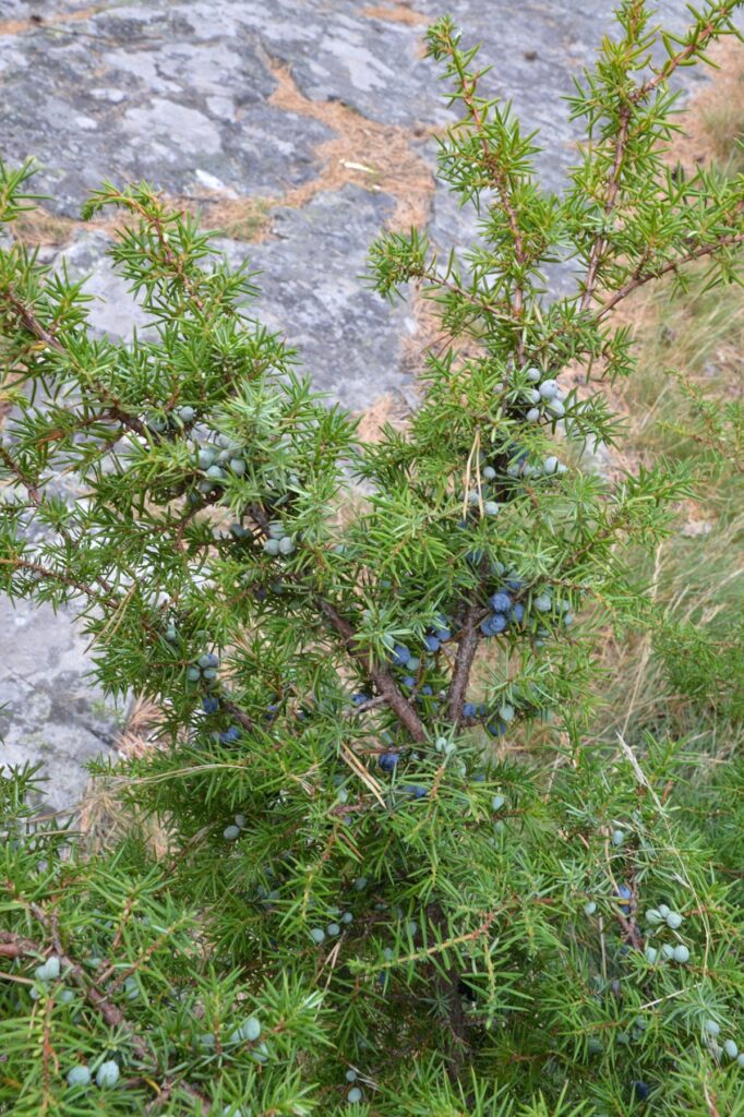 Juniperus communis Juniper Berry | Wychwood Tasmania