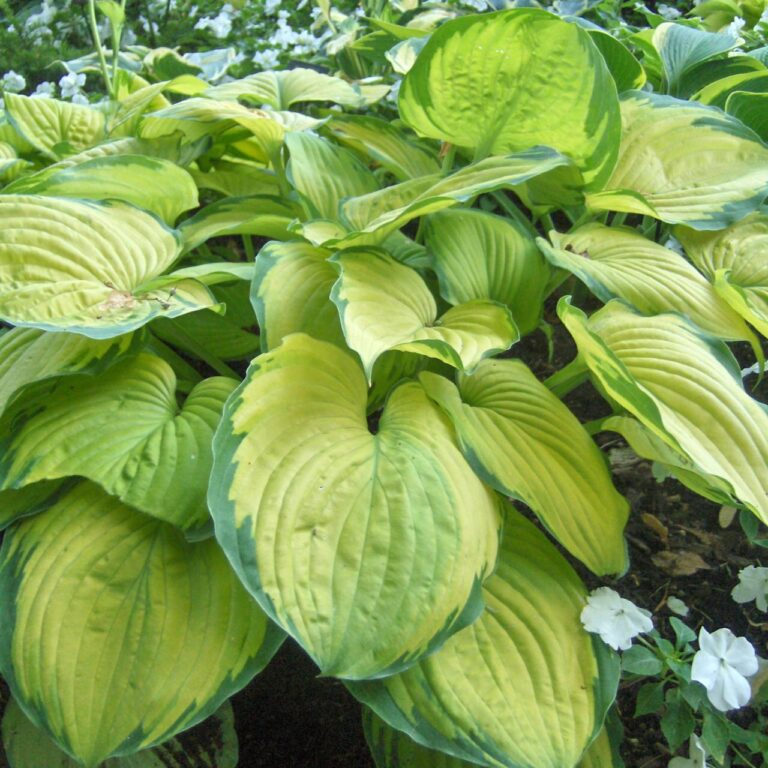 Hosta x Old Glory | Wychwood Tasmania